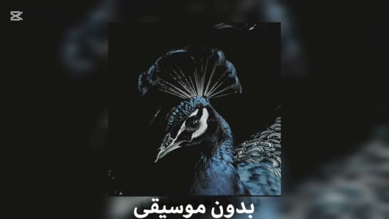ليجي سي النيه - [بدون موسيقى] | نسخه تيك توك