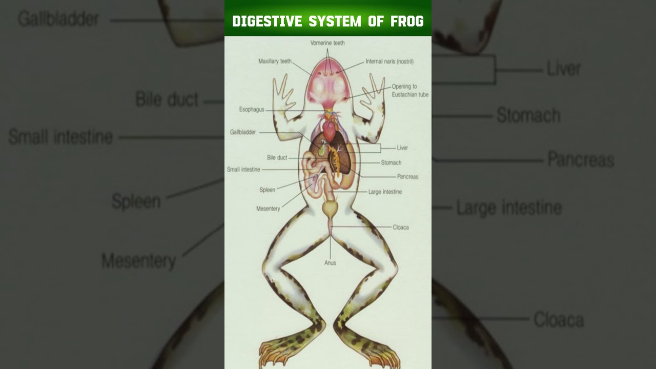 الجهاز الهضمي في الضفدعة The digestive system of the frog