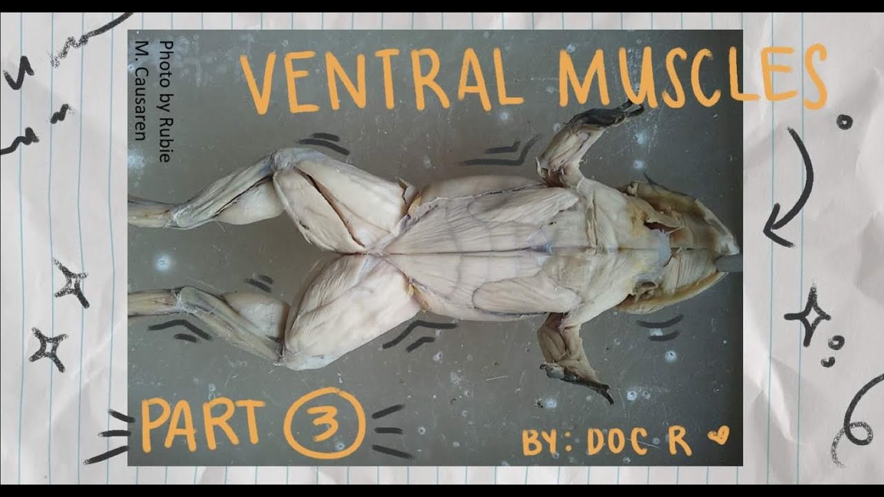 The ventral superficial muscles of the frog( part 1)شرح مبسط لعضلات ...