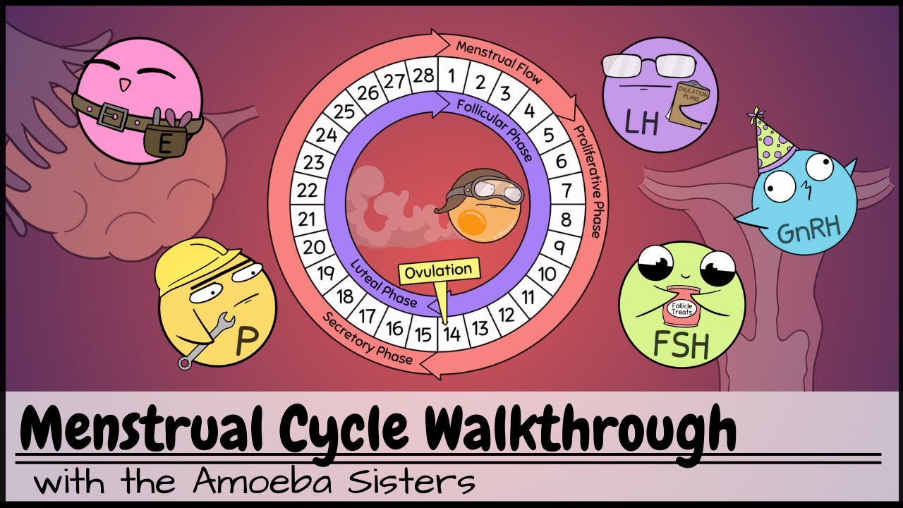The menstrual cycle