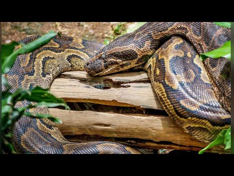 Residents of Baringo shocked as python appears after the burial of a ...